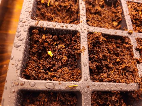 My First Sprout In My First Garden R Gardening