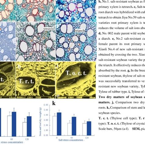Structural Evolution Of Salt Resistant Soybean Breeding Roots A No