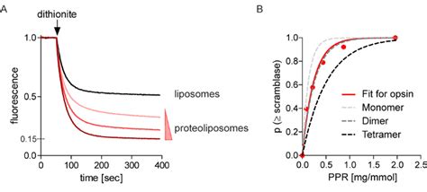 A Fluorescence Based Assay Of Phospholipid Scramblase Activity Abstract Europe Pmc