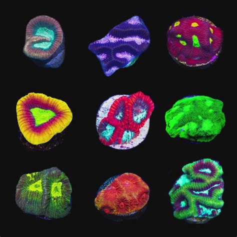 Coral Frag Packs World Wide Corals