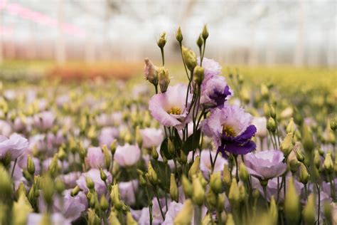 Nieuw Koop Bloemen En Planten Direct Bij De Kweker Bloomer Flowers