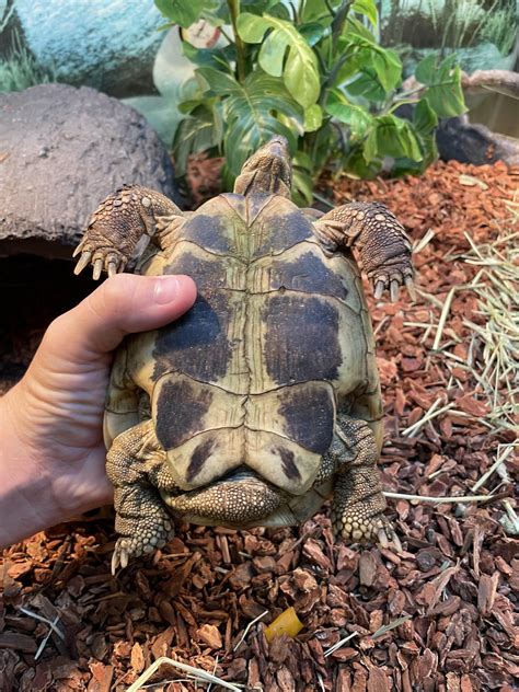 Whats The Sex Of These Hermann Tortoises Rtortoise