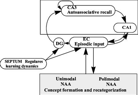 Memory System Involved In The Consolidation Process Download