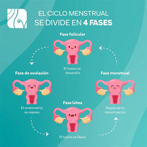 Fases Del Ciclo Menstrual
