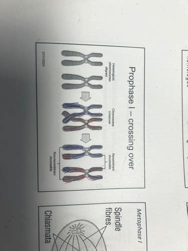 Meiosis Flashcards Quizlet