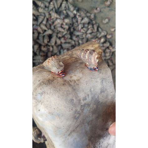 Jual Keong Siput Nenek Singkawang 1 Kg Fresh Shopee Indonesia