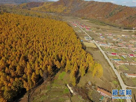 黑龙江海林林场秋色 央广网