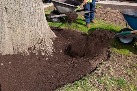 Tree Mulch Maintenance Tips For Fall Complete Tree Care