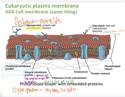 Module 3 Cell Structure Flashcards Quizlet
