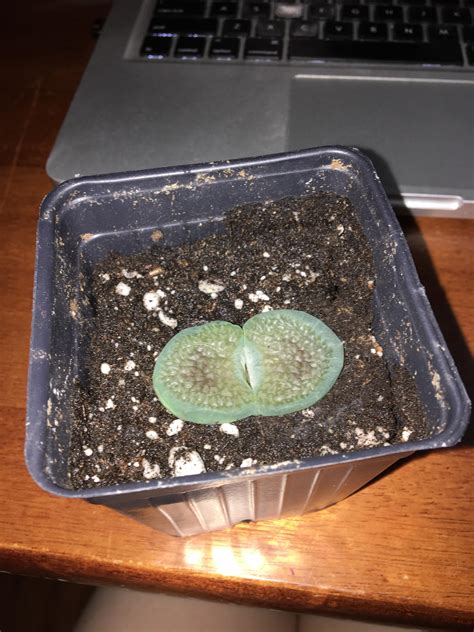 Is This Lithop Dying It Used To Be Really Tall But In A Day It