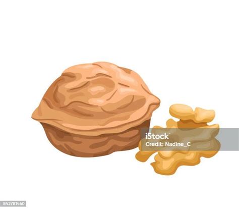 核桃向量圖示分離手的螺母 功能表 食品飲食資訊圖表 貼紙 海報範本的素描畫列印向量圖形及更多核桃圖片 核桃 一個物體 俄羅斯 Istock