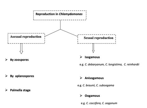 Chlorophyta Characteristics Occurrence Thallus Organization