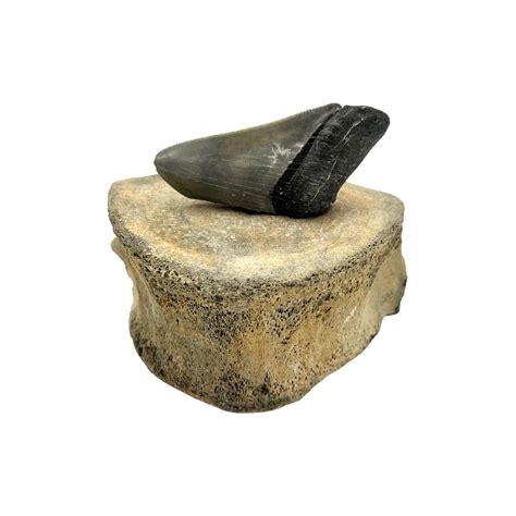 Fossil Whale Vertebra With Megalodon Tooth Megalodon Tooth Megalodon