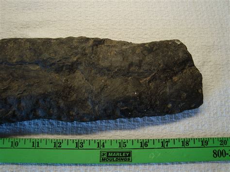 Rare 19 Fossil Stigmaria Root 3d Preserved Museum Centerpiece Display