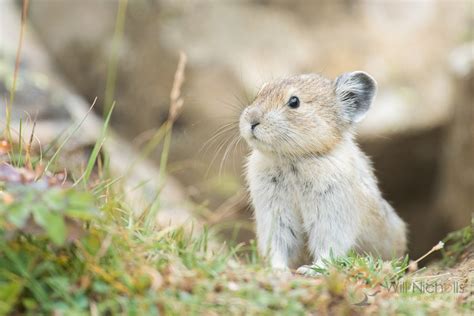 Banff Wildlife 10 Places To See Wildlife In The National Park Nature Ttl
