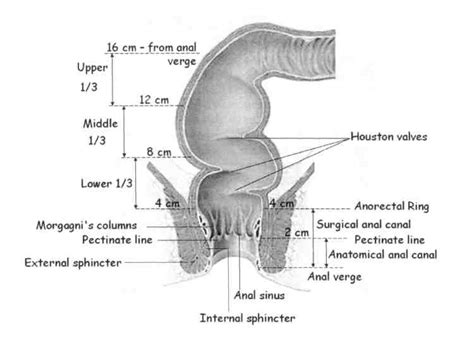 Rectal Pectinate At Piper Walton Blog