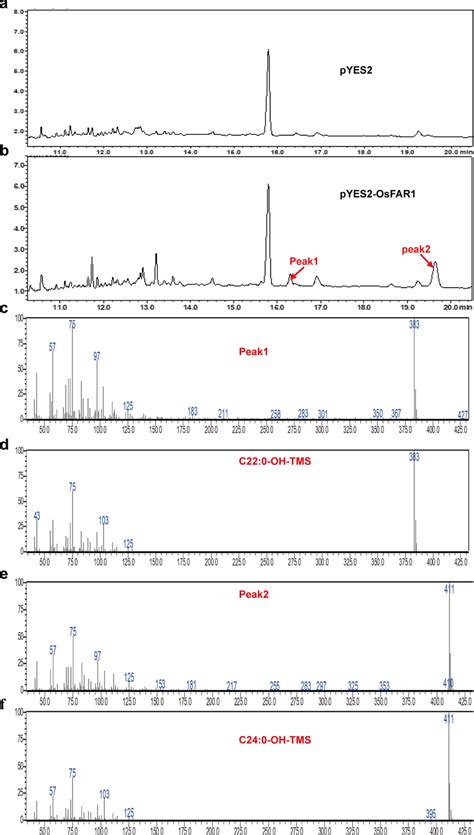 Heterologous Expression Of Osfar1 In Yeast A And B Yeast Cells Were Download Scientific