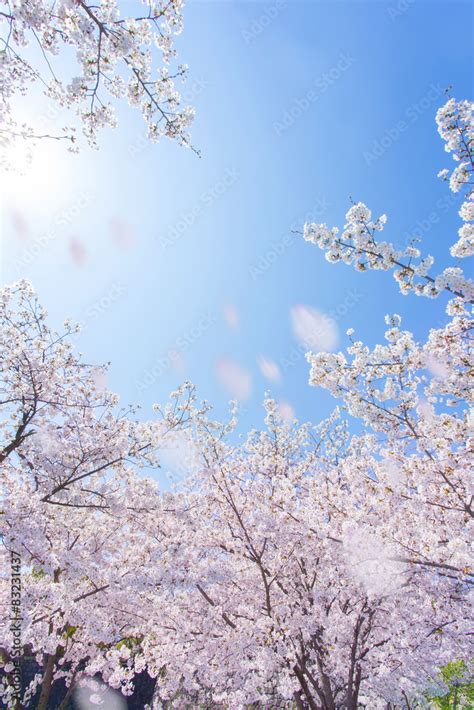 桜の風景 ภาพถ่ายสต็อก Adobe Stock