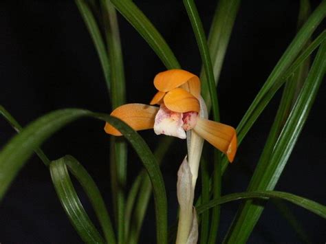 Cymbidium Goeringii Alchetron The Free Social Encyclopedia