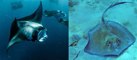 Can Manta Rays Sting