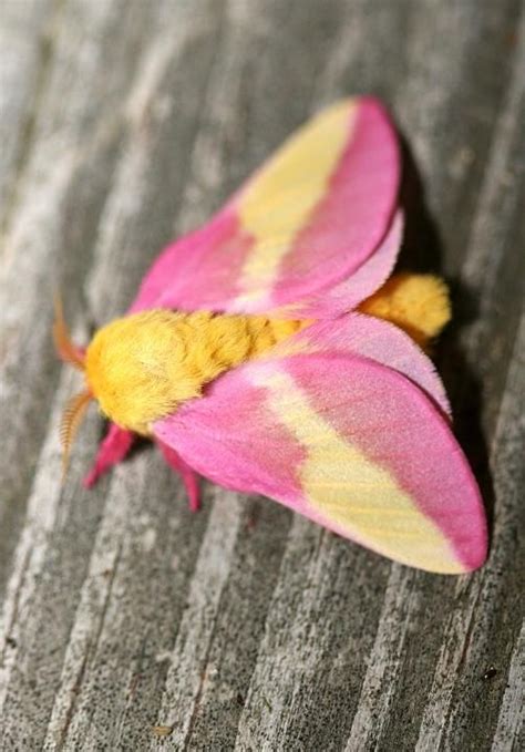 Mariposa Rosada Del Arce Rosy Maple Moth Pink Moth Moth Species