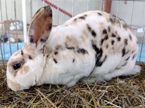 White Rabbit With Brown And Black Spots Stock Image Image Of