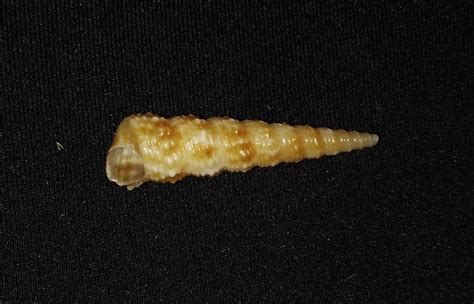 Turritella Nodulosa