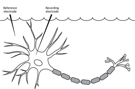 Membrane Potential Foundations Of Neuroscience