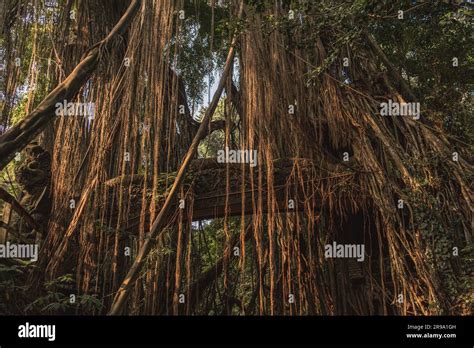 Photo Of Tropical Jungle Lianas And Vines Exotic Rainforest With