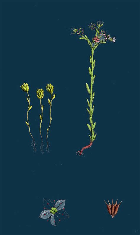 Sedum Villosum Hairy Stone Crop Drawing By English School Fine Art