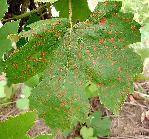 Leaf Spots May Mean A Fungal Disease Newsletters