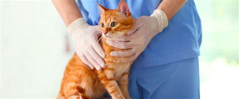Cat Thyroid Issues Understanding Hyperthyroidism And Hypothyroidism