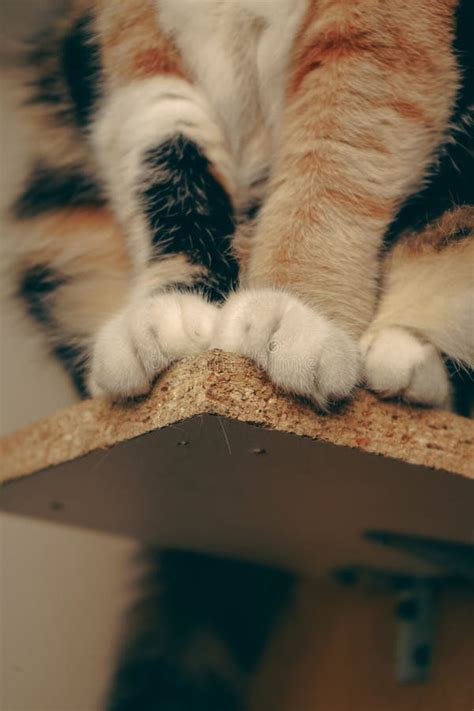 The Lower Body Of A Calico Cat Is Showcased With Detailed Focus On Its