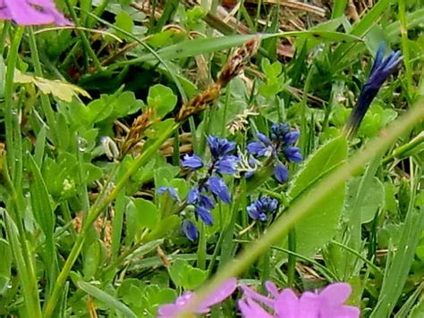 Welche Blume Pflanze Unbestimmt Plantae Indet C Flickr