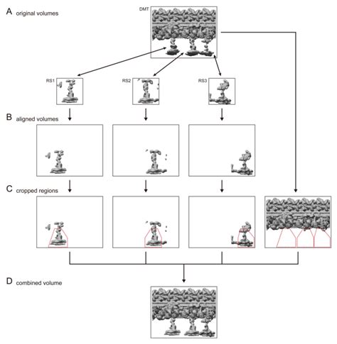 Figure Supplement Computational Process To Generate Combined