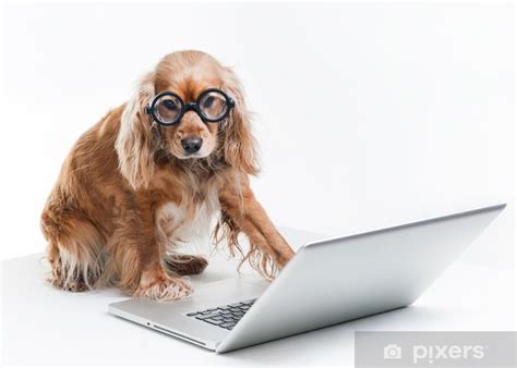 Wall Mural Cocker Spaniel Pixersuk