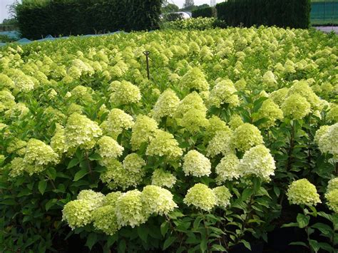 Hydrangea Paniculata Living Colourful Cocktail Pbr Denolf