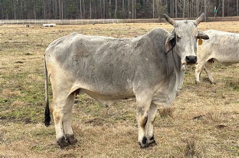 Lot 028 Miss Circle H 260