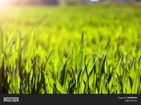 Juicy Green Spring Image And Photo Free Trial Bigstock
