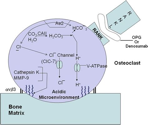 Osteoclastic Bone Resorption Download Scientific Diagram