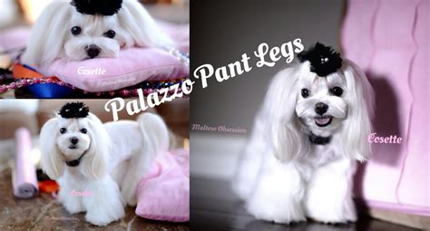 Grooming Trimming Flare Palazzo Pant Legs On Maltese ~ Korean Cut