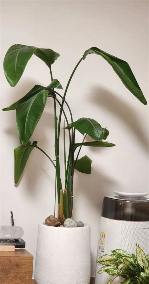 너무 이쁘게 잘 옮겨주신거같아요 일로절로 쓰러져있던 애들도 하나로 모아주셨어요~ 다시 잘 키워보겠습니다 감사합니다~ 숨고 숨은고수