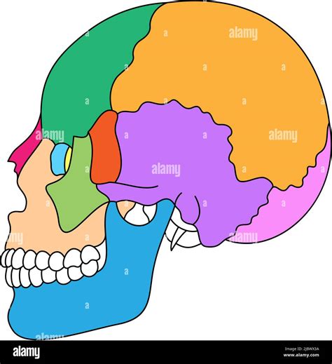 Anatomie Des Os Du Crâne Humain Structure Des Parties Crâniennes De Couleur Illustration
