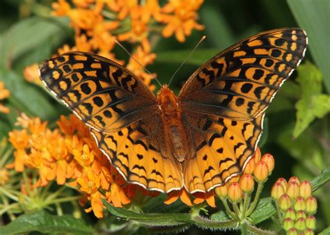 Greatspangledfritillary6735 Spring Creek Prairie Audubon Center