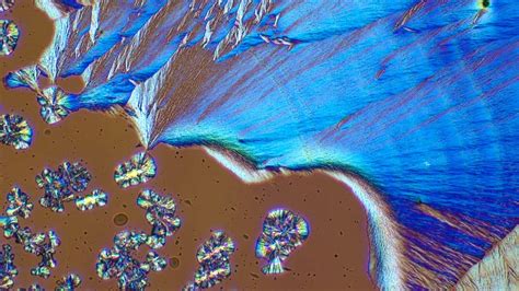 What Does A Flower Look Like Under A Microscope At John Verran Blog