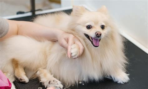 Le Toilettage Du Chien Comment Et Quand Le Faire Stanbio