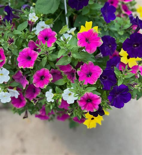 Badding Farm Market Badding Farm Market And Garden Center