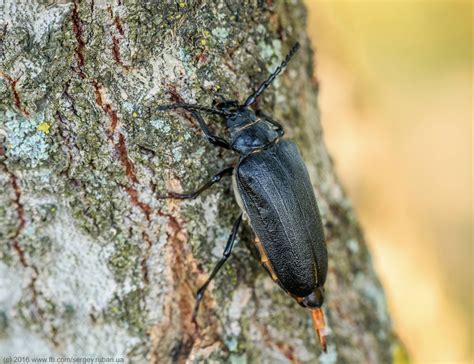 Жук древоточец черный 68 фото