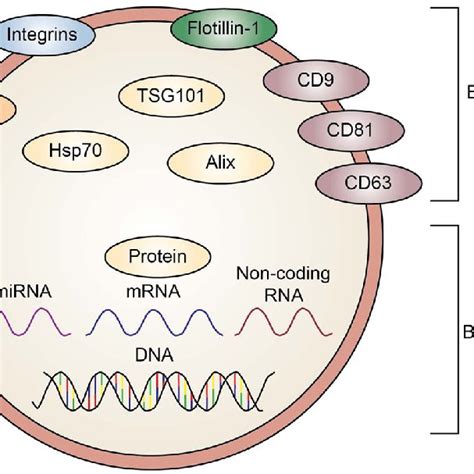 Exosome Markers And Contents Common Exosome Markers Include