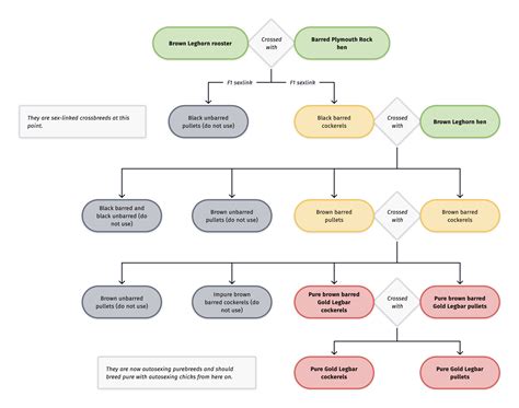 Autosexing Poultry Breeds By Fiona